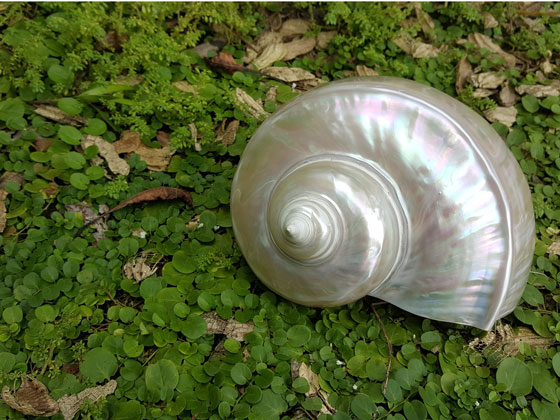 Significant Advance in Materials Biomimicry – Alex Zimmerman